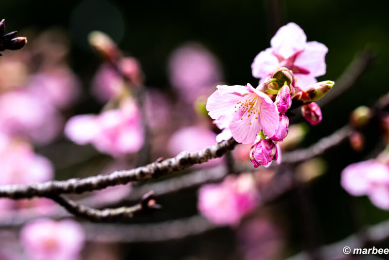 写真 緋桜 202301 次々咲き始めています #写真 #photo #花 #flower | marbee blog