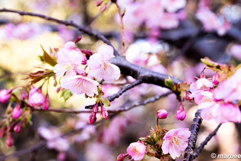 写真 河津桜 202606 もう散りました #写真 #photo #花 #flower | marbee blog